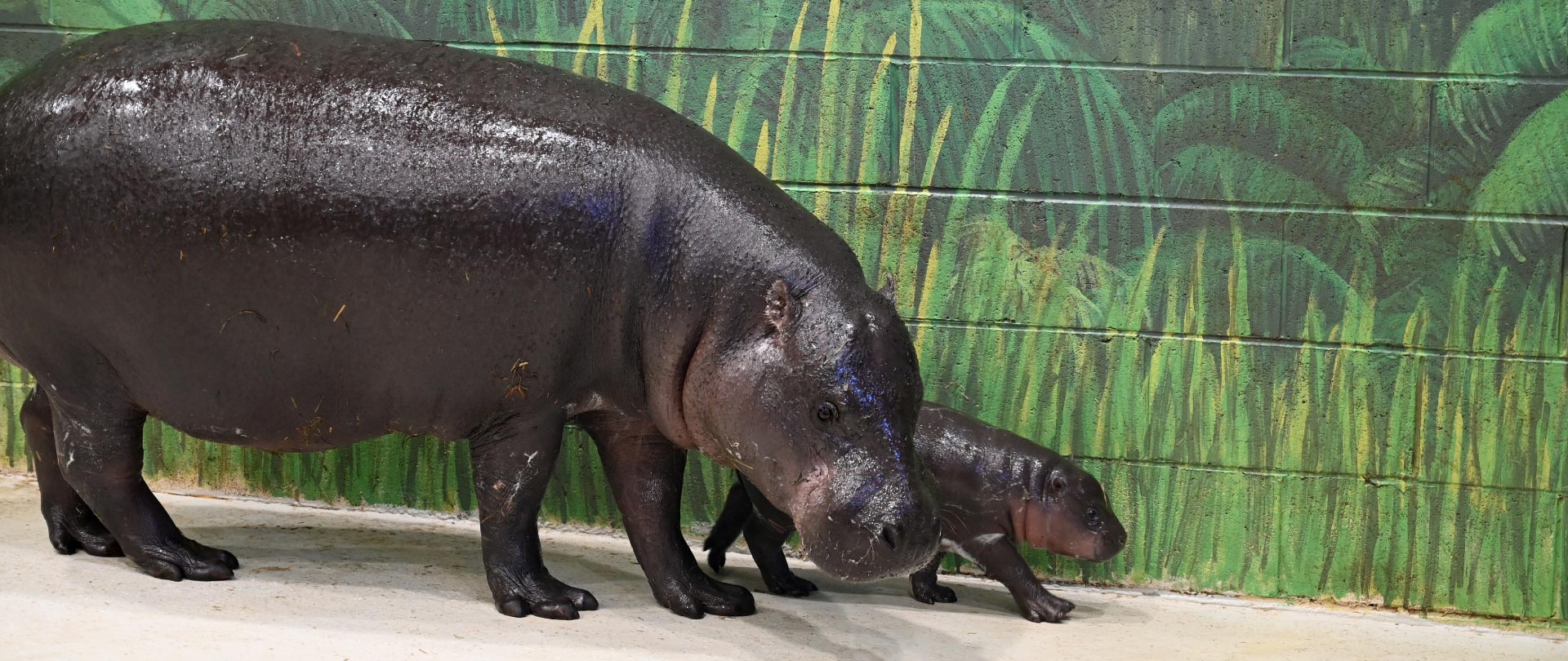 Baby Hippo Naming Poll - Metro Richmond Zoo